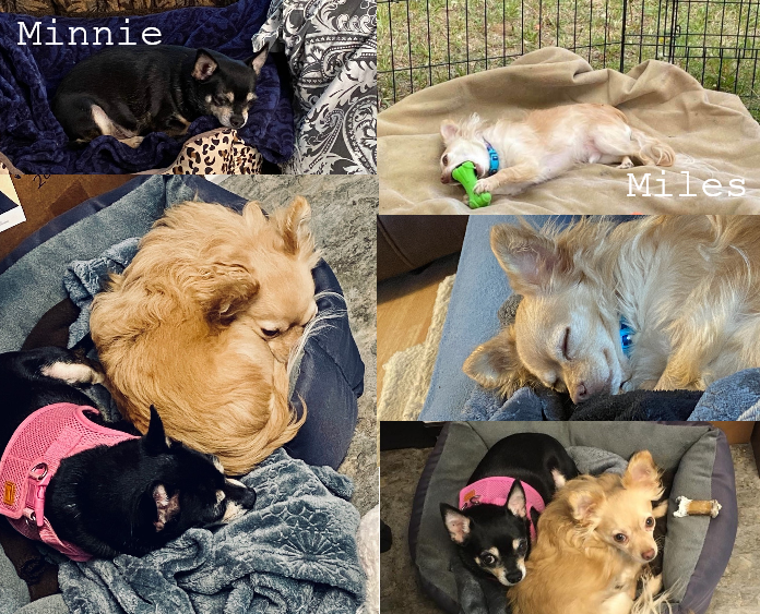 Minnie and Miles | Installerstore.com Blog